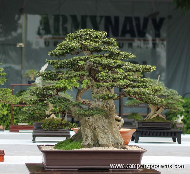 Informal upright - Latino Bonsai