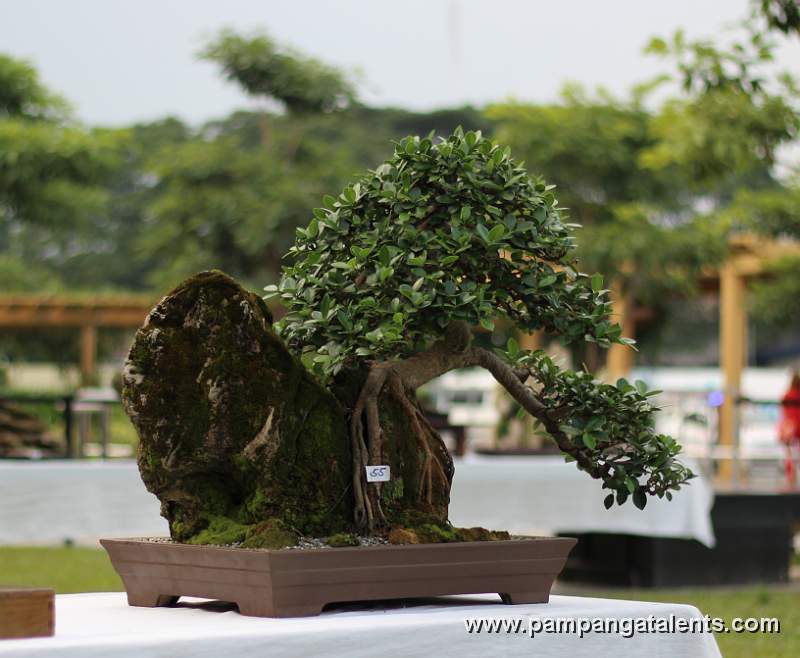 Root over rook - Ficus nana b