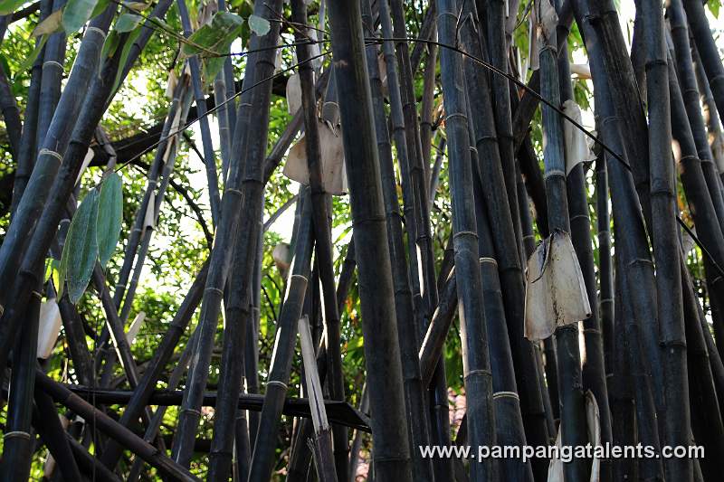 Bayog Bamboo (Phyllostachys nigra)